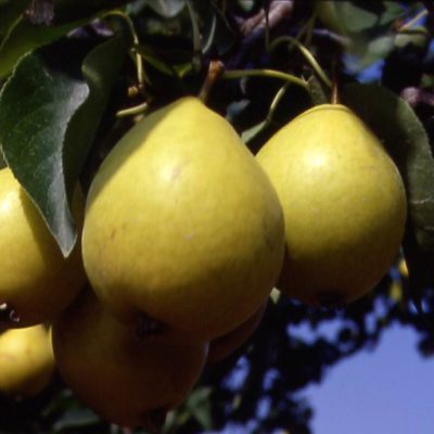 Fruit | Oakridge Garden Centre