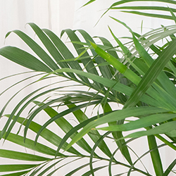 Tropicals | Oakridge Garden Centre
