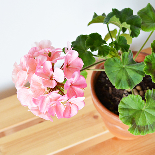 Plant Propagation – How to Make Plant Babies | Oakridge Garden Centre