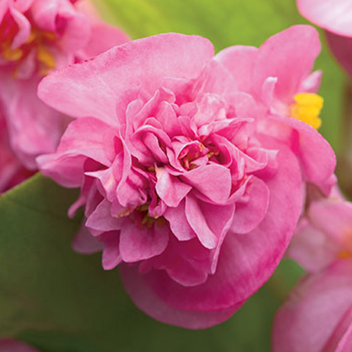 Garden | Oakridge Garden Centre