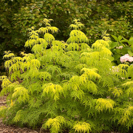 Garden | Oakridge Garden Centre