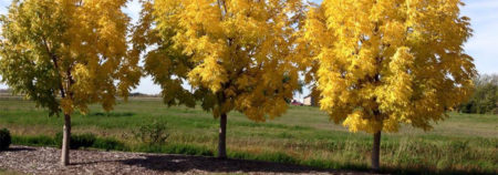 Garden | Oakridge Garden Centre